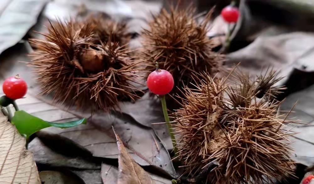 Fleshy Fruits Are More Common in Tropics: Phylogenic Analysis | Mirage News