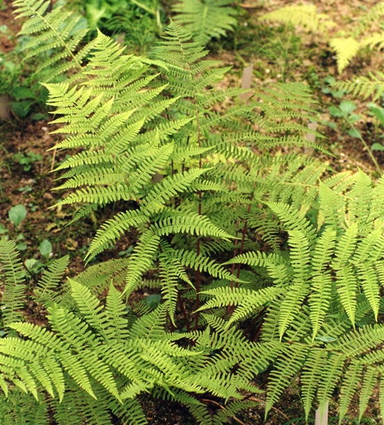 Genetic Structure of Ferns Is Shaped by Ecological Adaptation against ...