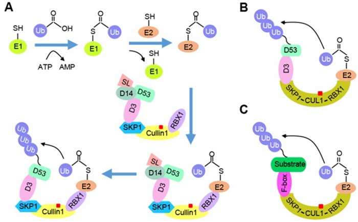 Researchers Provide Novel Platform to Reconstitute Functional ...