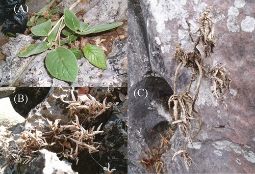 Study Proves Paraboea rufescens to Be Woody Desiccation Plant ...