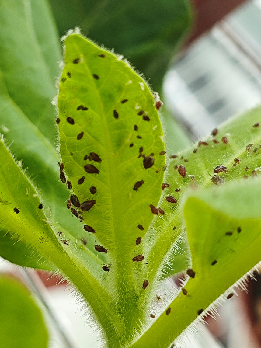 Aphid Salivary Protein Promotes Virus Infection in Plants----Chinese ...