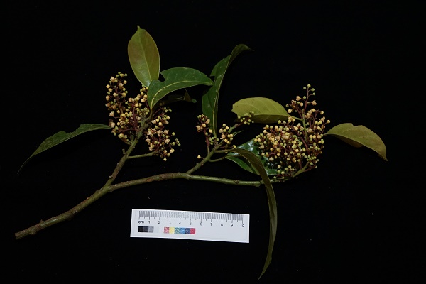 New Tree Species of Lauraceae Family Discovered in Yunnan | Mirage News