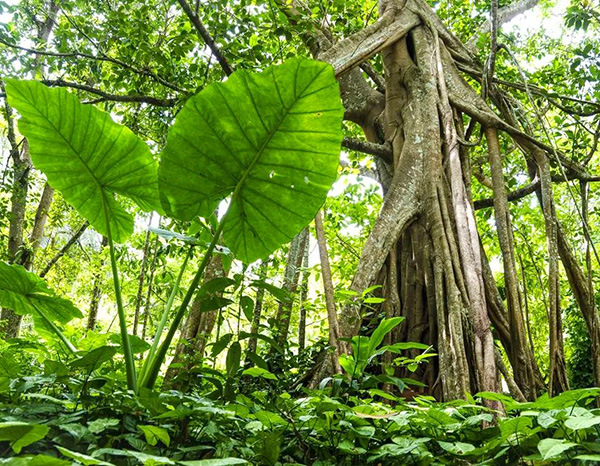 Research: Possible to Save All Land Plants from Extinction | Mirage News