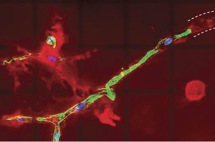 Scientists Investigate Cell-Matrix Interactions with Biomimetic ... Scientists Investigate Cell-Matrix Interactions with Biomimetic ...