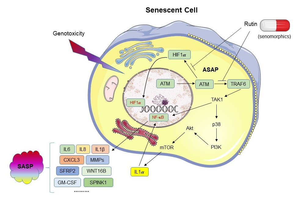 Novel Senomorphic Agent of Natural Origin Found to Target Aging ...