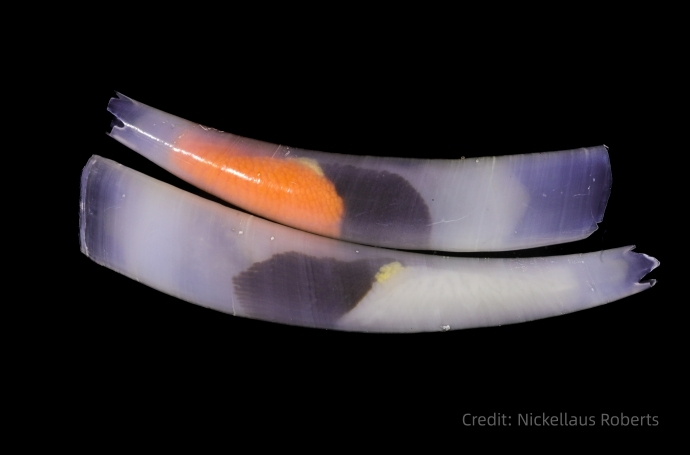 Life Sciences----Chinese Academy of Sciences