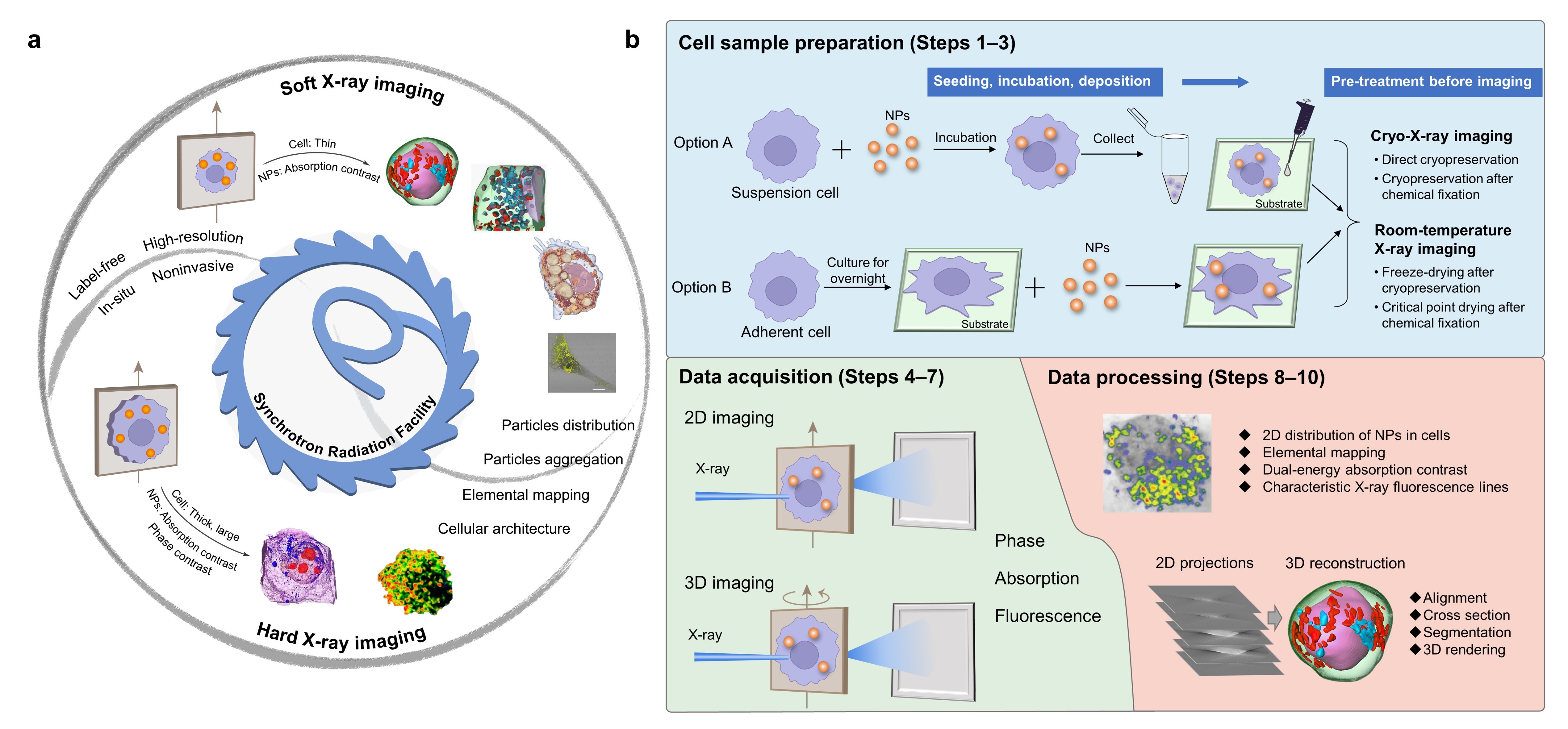 Researchers Develop Protocol of Visualizing Nanomedicines and ...