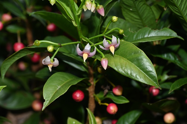 Chinese Scientists Discover New Ardisia Species in Yunnan | Mirage News