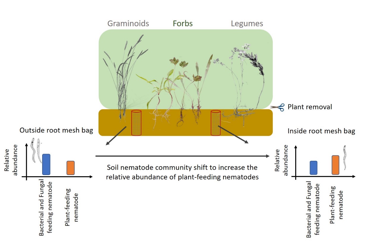 Legacy Effect of Remaining Roots on Soil Nematode Structure | Mirage News