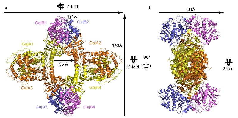 Researchers Reveal Molecular Mechanism of Anti-phage Infection----Chinese Academy of Sciences