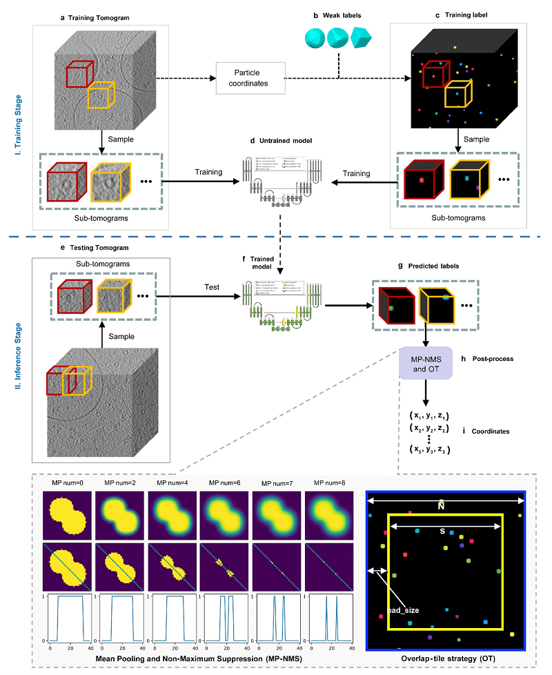 Scientists Develop New Method for Cryo-electron Tomography Particle ...