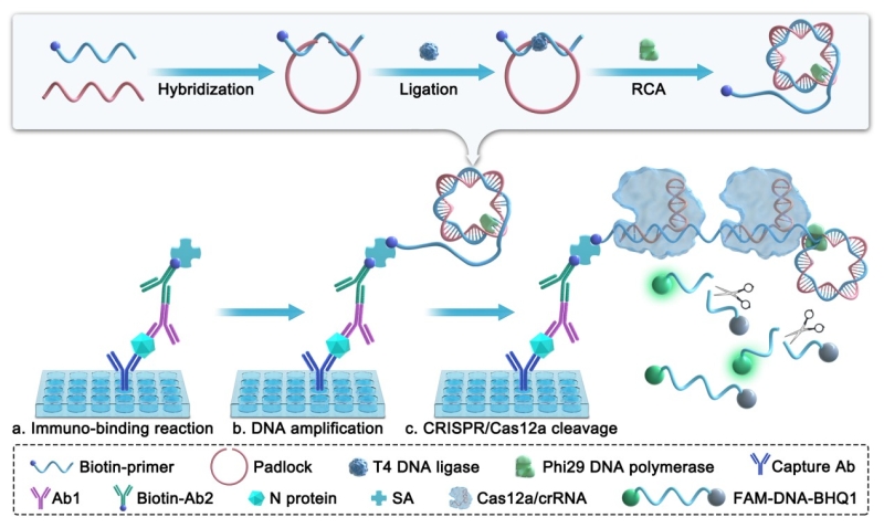 Researchers Develop Ultra-sensitive Method for Detecting SARS-CoV-2 Nucleocapsid Protein ...