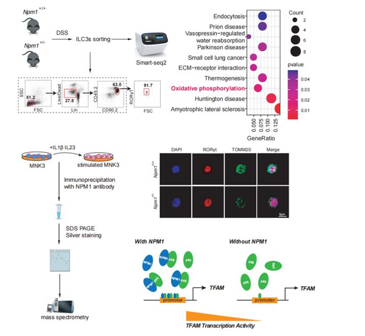 Researchers Reveal Key Role of NPM1 in Progression of Inflammatory ...