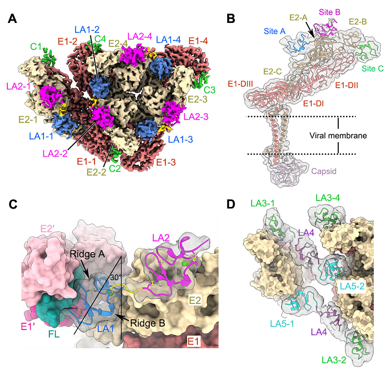 Scientists Discover Novel Receptor Recognition Mechanism for Alphavirus ...