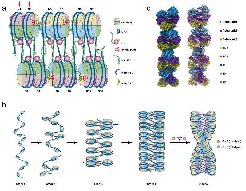 Scientists Reveal Advanced Structural Formation Mechanism of Nucleosome ...