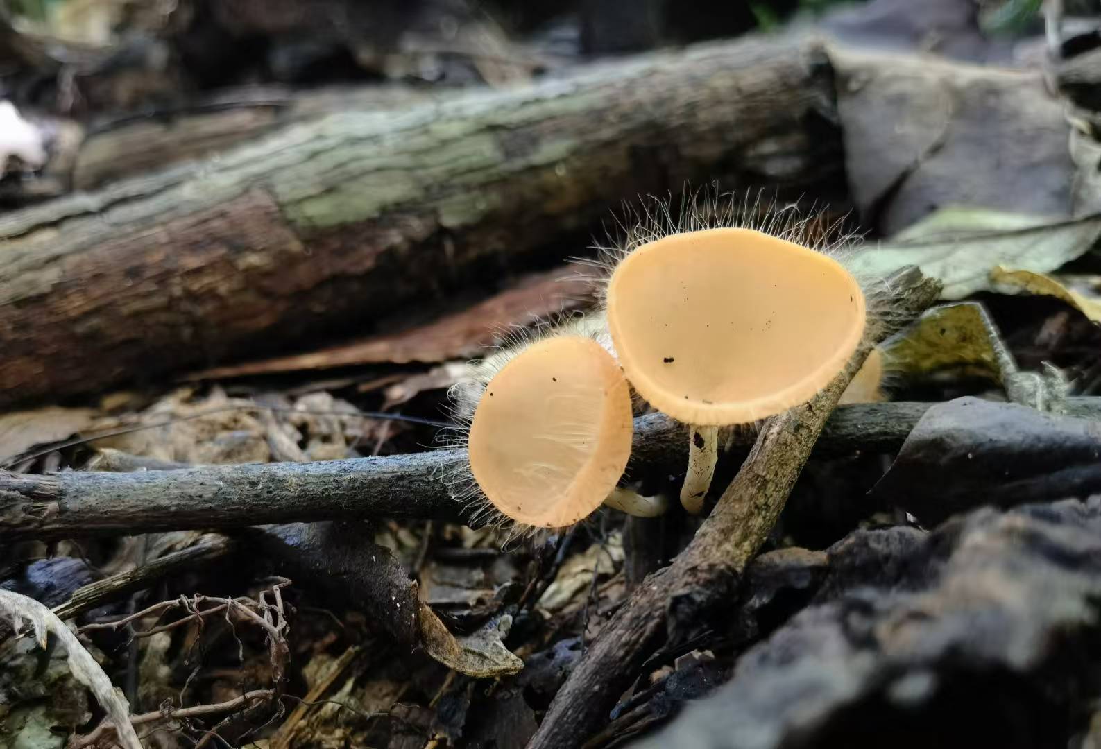 Invertebrates Increase Wood Decomposition by 40% Or So: Study ...