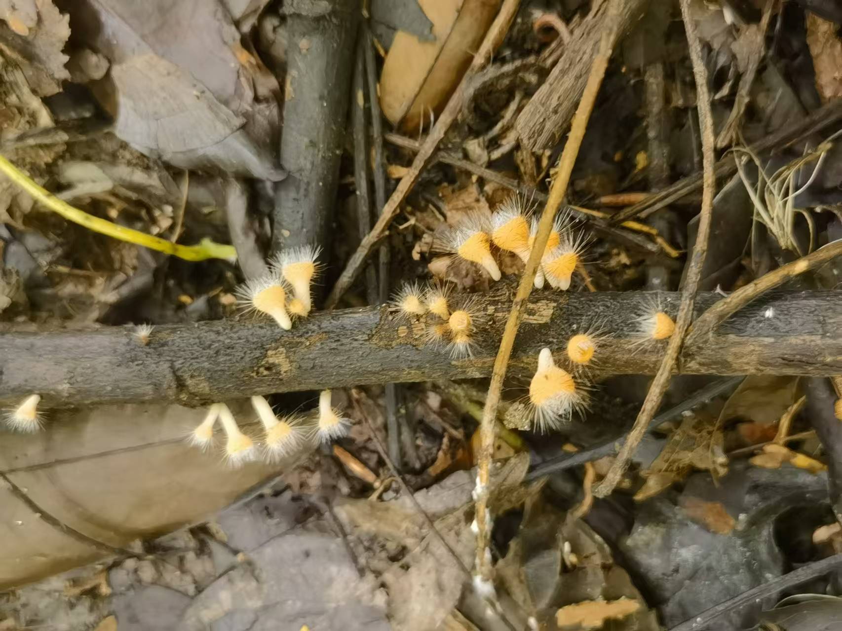 Invertebrates Increase Wood Decomposition by 40% Or So: Study ...