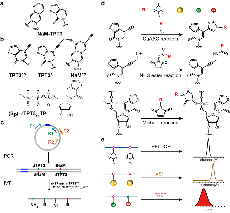 Scientists Review Molecular Ruler Techniques and Their Applications ...