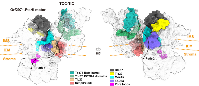 Scientists Reveal Structural Basis for Precursor Protein Import into ...