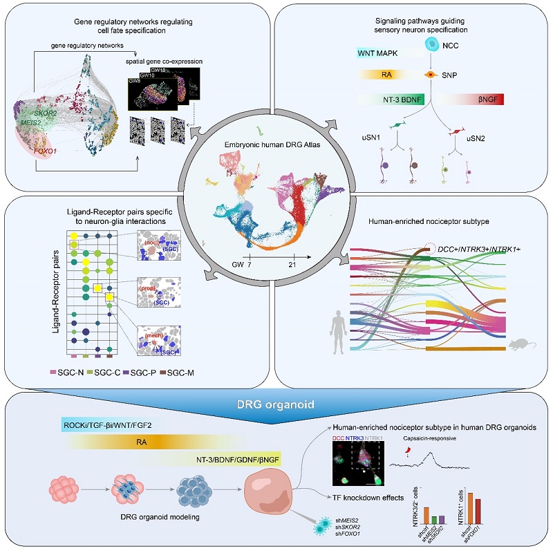 Scientists Reveal Transcriptional Regulatory Mechanisms in Human Dorsal ...