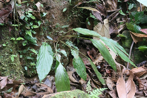 New Ginger Species Discovered in Myanmar----Chinese Academy of Sciences
