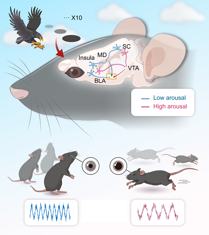 Researchers Uncover Neural Circuit Mechanism Behind Individual ...