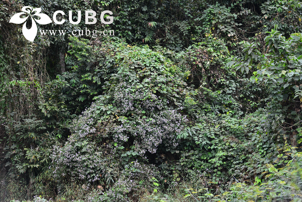 How Co-invasion by Alien Plants Influences Different Fungal Taxa in ...