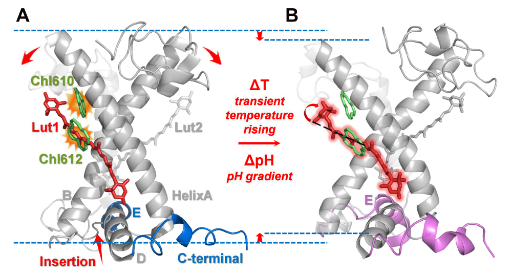 Protein Dynamical Structure Regulates Photoprotection in Light ...