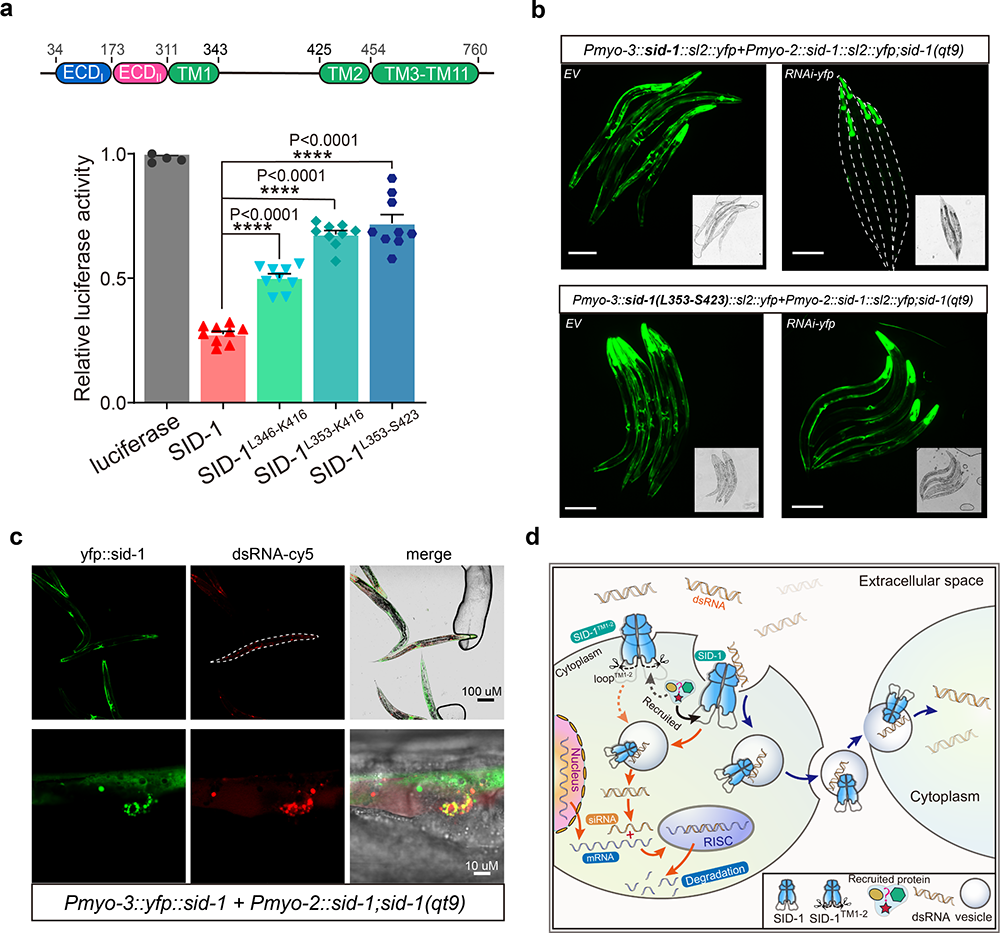 Scientists Reveal How SID-1 Recognizes dsRNA and Initiates Systemic ...