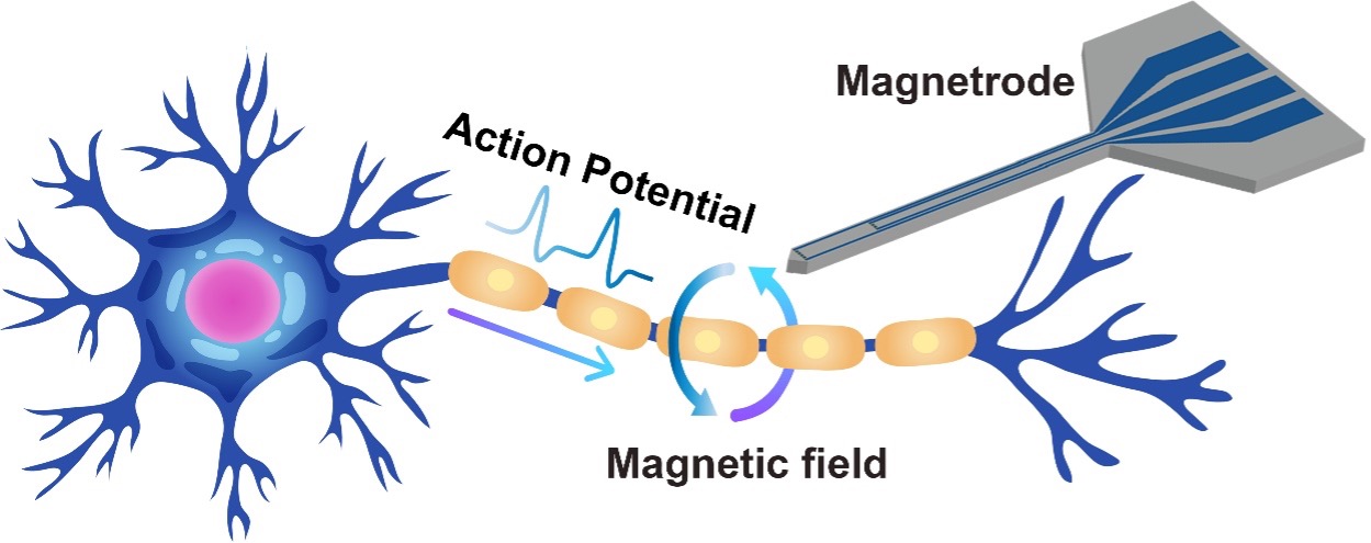 High-sensitivity TMR-based Magnetrodes Provide New Possibilities for ...