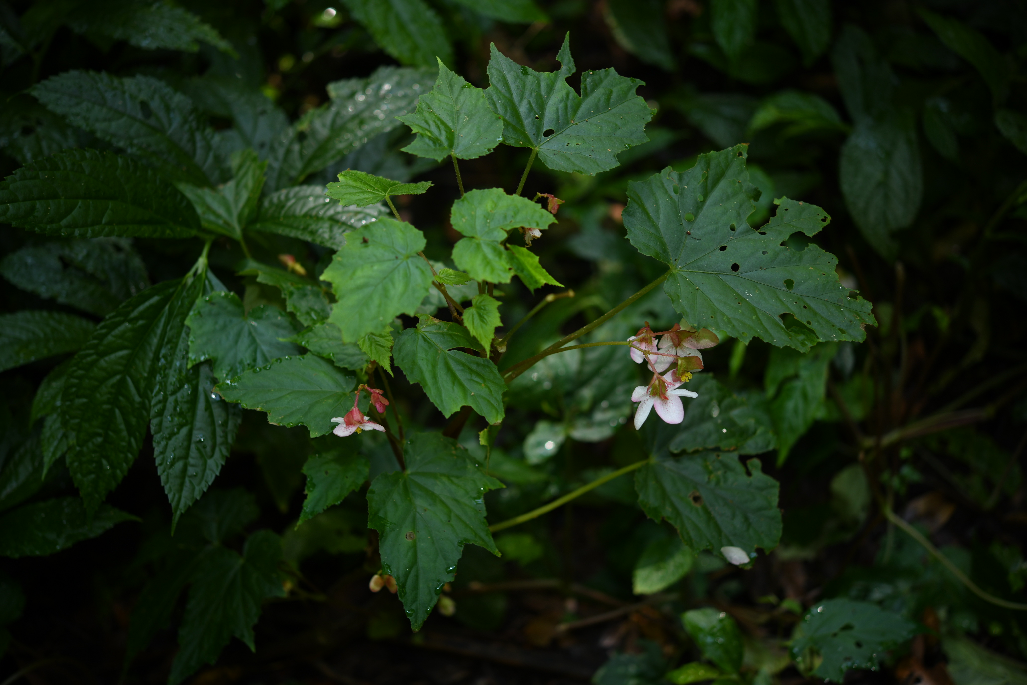 New Species of Begonia found in Gaoligong Mountains----Chinese Academy ...