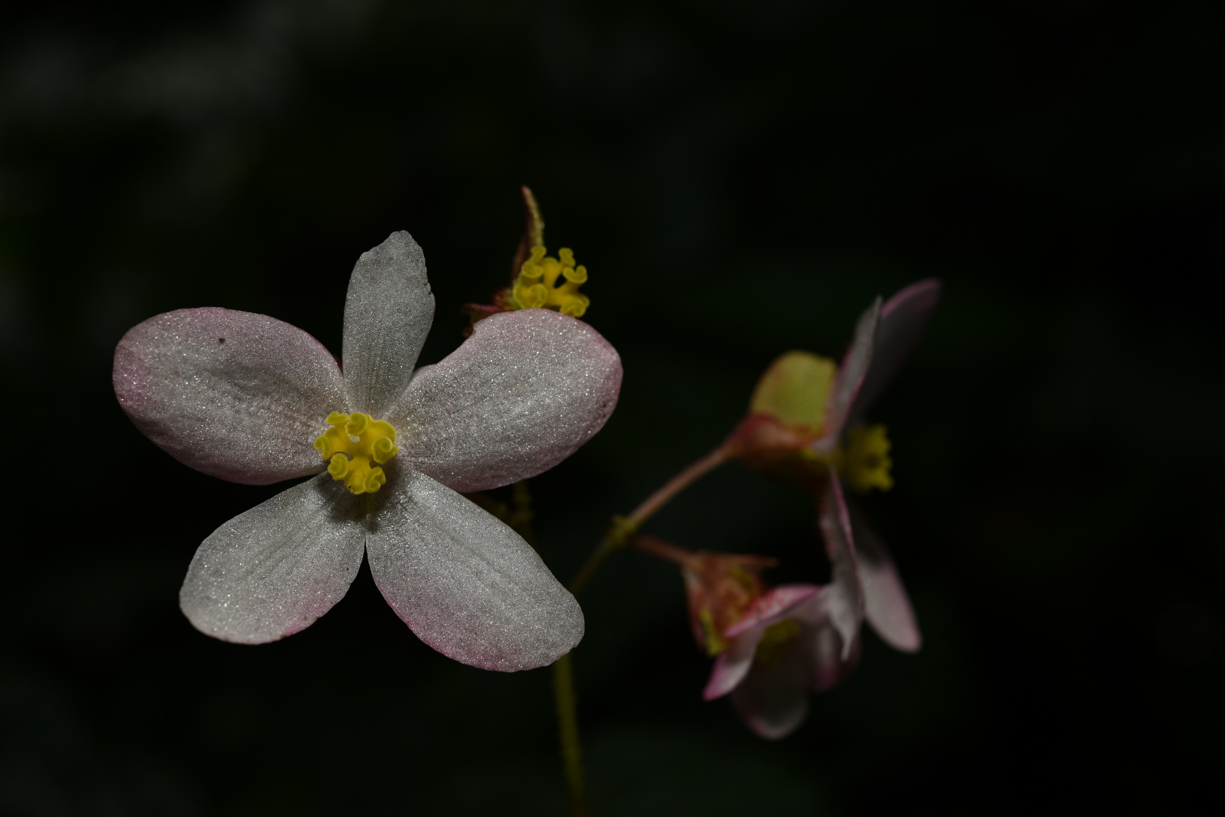 New Species of Begonia found in Gaoligong Mountains----Chinese Academy ...