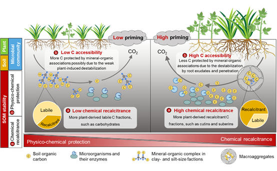 Soil Organic Matter Stability Plays A Major Role in Regulating the ...