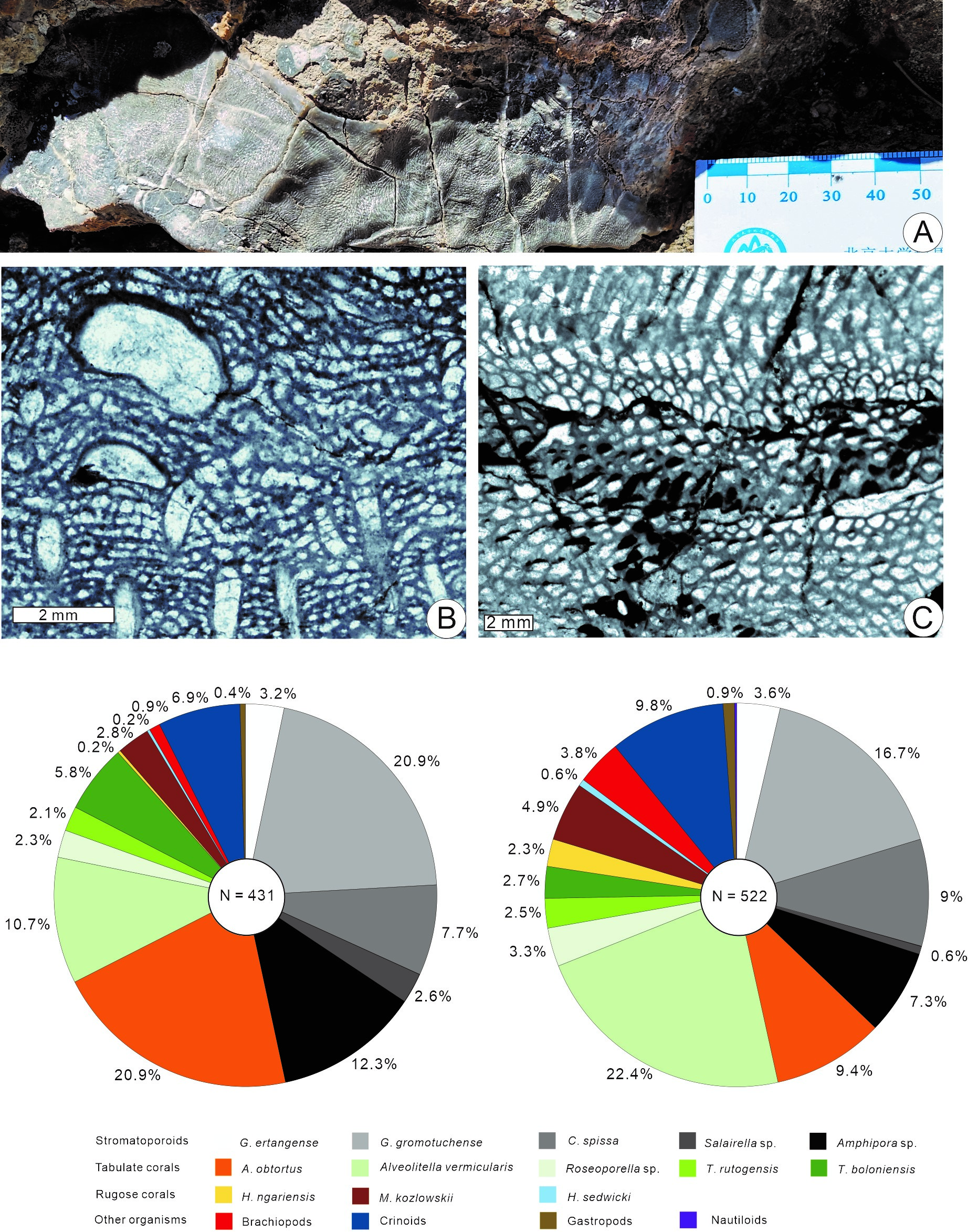 Researchers Discover Middle Devonian Reefs in North Qiangtang Block ...