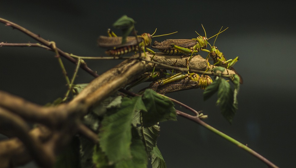 Mystery of Swarm of Locusts----Chinese Academy of Sciences